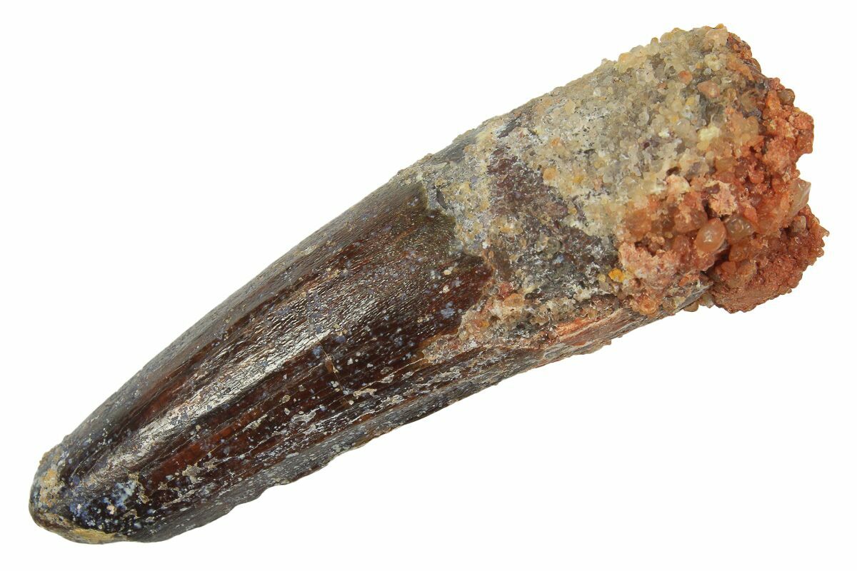 2.01" Fossil Spinosaurus Tooth - Real Dinosaur Tooth (#298067) For Sale ...