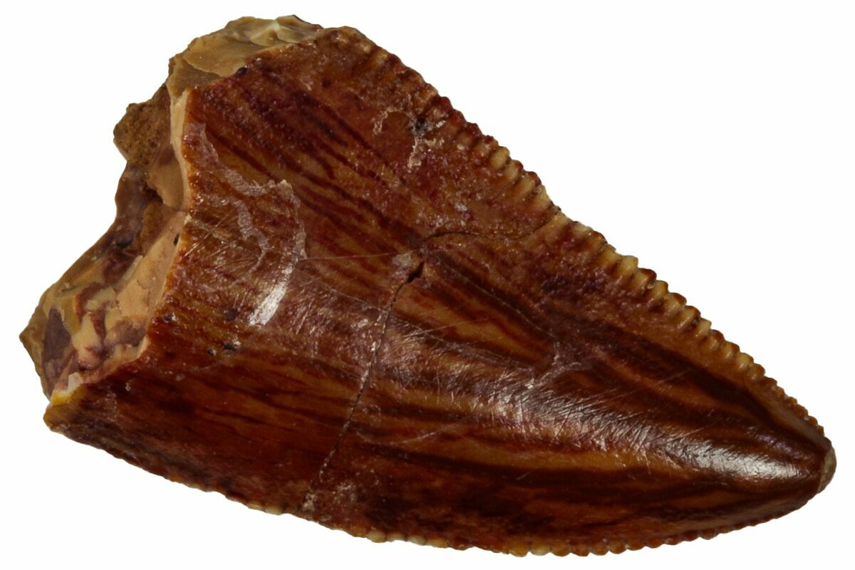 Serrated .52" Raptor Tooth - Real Dinosaur Tooth (#298176) For Sale ...