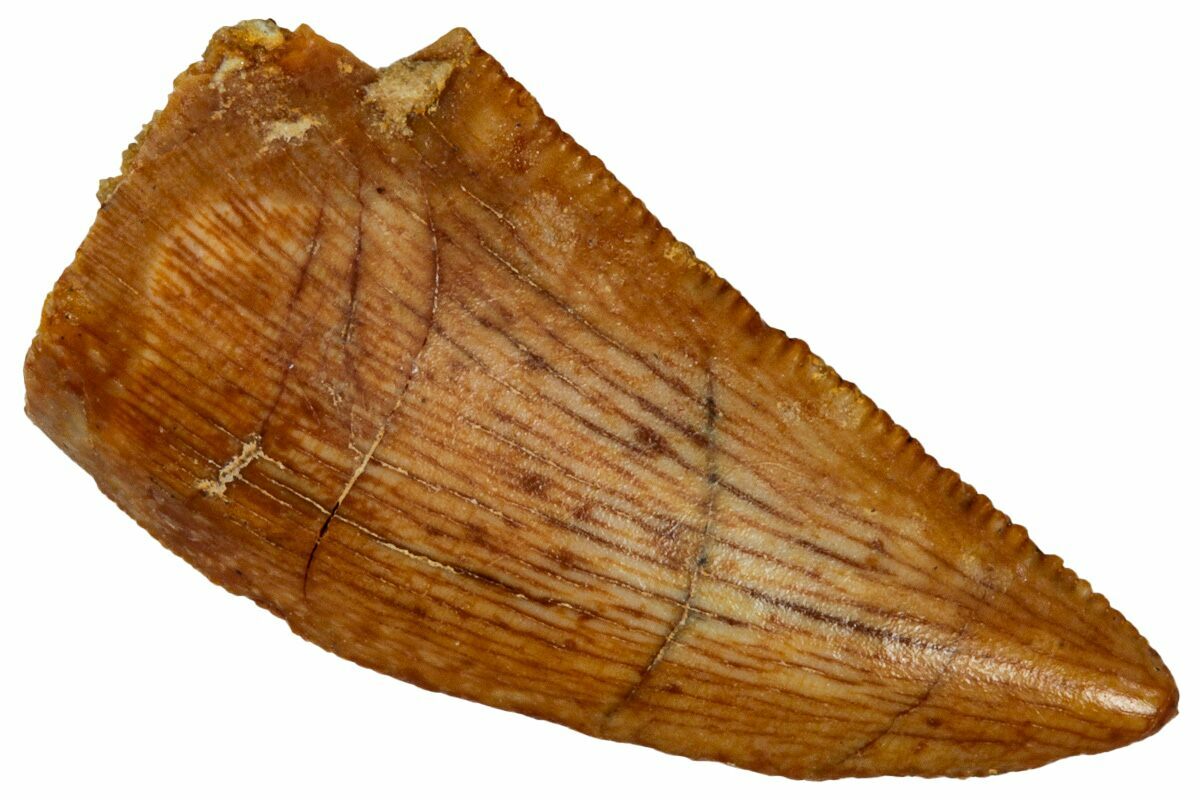 Serrated .70" Raptor Tooth - Real Dinosaur Tooth (#298198) For Sale ...