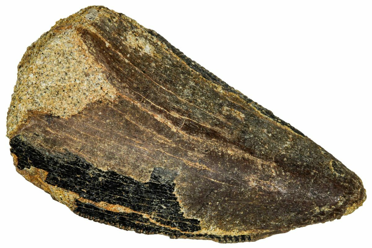 1.57" Fossil Tyrannosaurus (T.rex) Tooth - Wyoming (#298466) For Sale ...