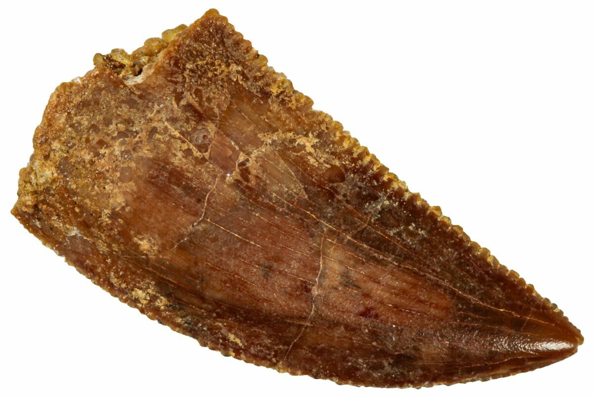 Serrated .64" Raptor Tooth - Real Dinosaur Tooth (#298135) For Sale ...