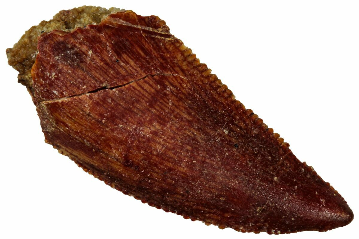 Serrated .74" Raptor Tooth - Real Dinosaur Tooth (#298143) For Sale ...