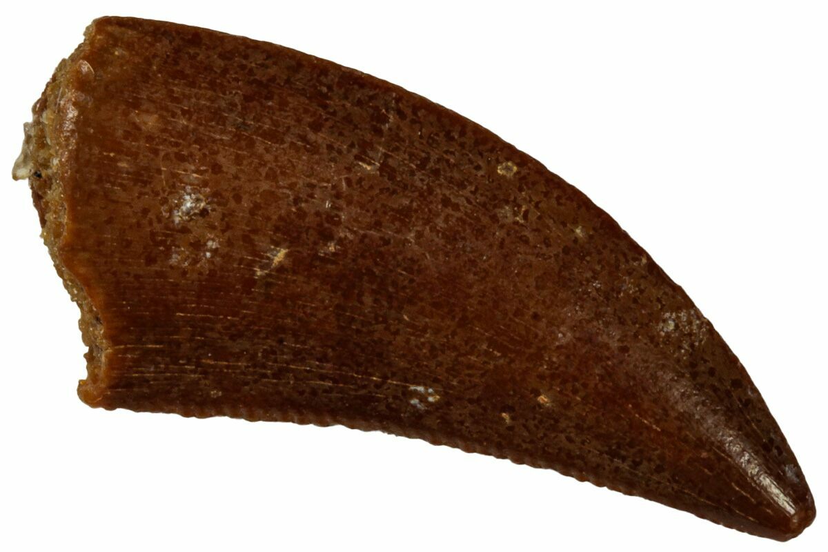 Serrated .69" Raptor Tooth - Real Dinosaur Tooth (#298156) For Sale ...