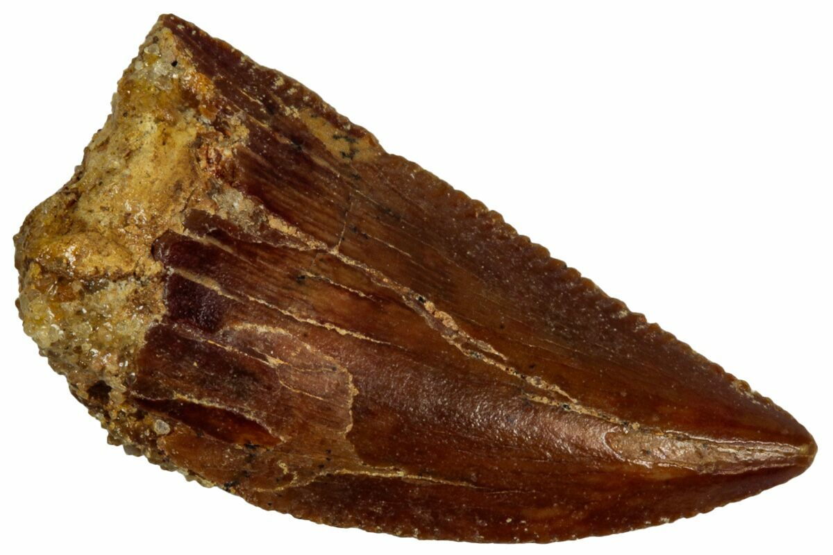 Serrated, .62" Raptor Tooth - Real Dinosaur Tooth (#296732) For Sale ...