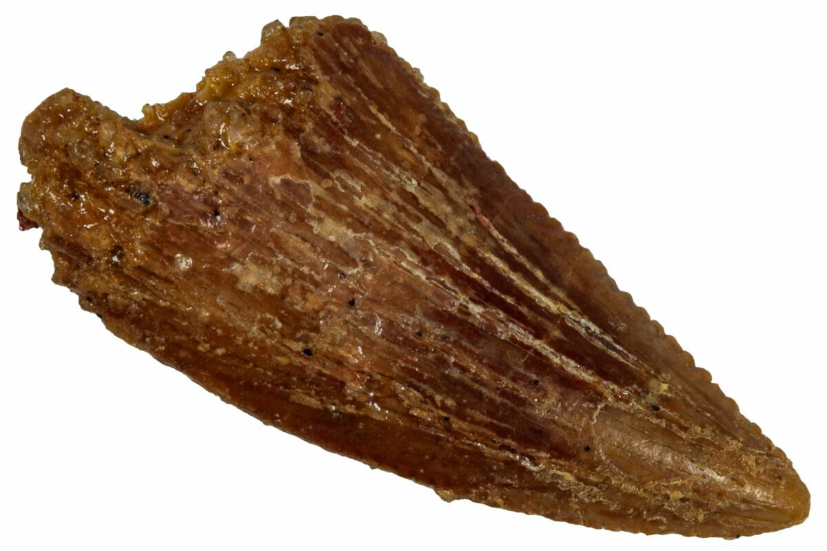 Serrated, .65" Raptor Tooth - Real Dinosaur Tooth (#296743) For Sale ...