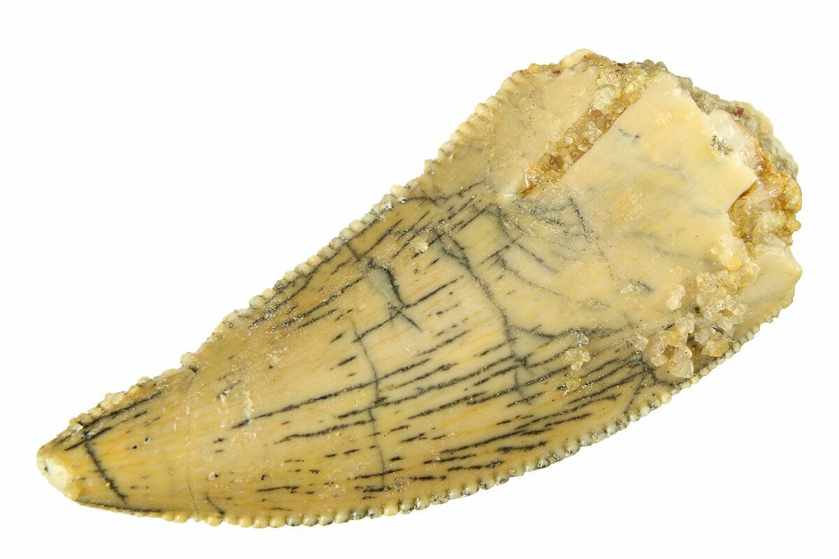 Serrated .88" Raptor Tooth - Real Dinosaur Tooth (#297535) For Sale ...