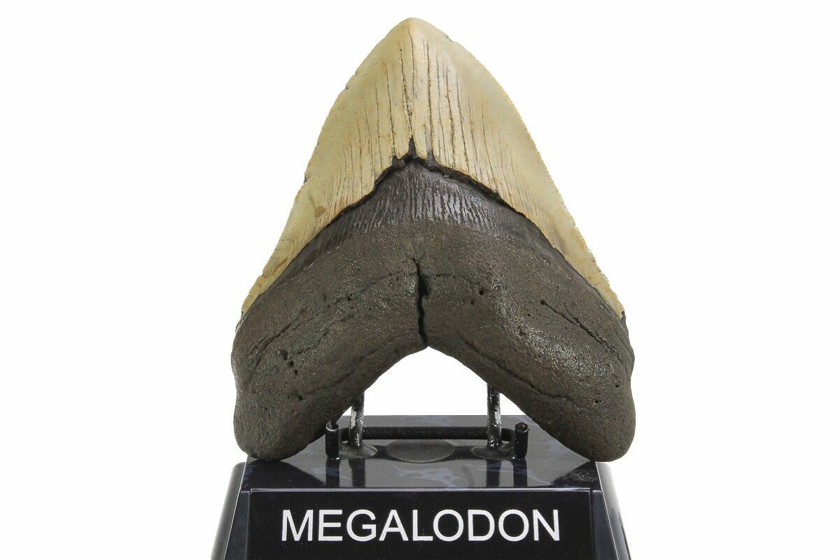Serrated, 5.60" Fossil Megalodon Tooth - Huge NC Meg (#298807) For Sale ...
