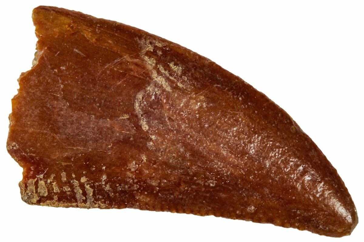 .71" Raptor Tooth - Real Dinosaur Tooth (#297559) For Sale - FossilEra.com