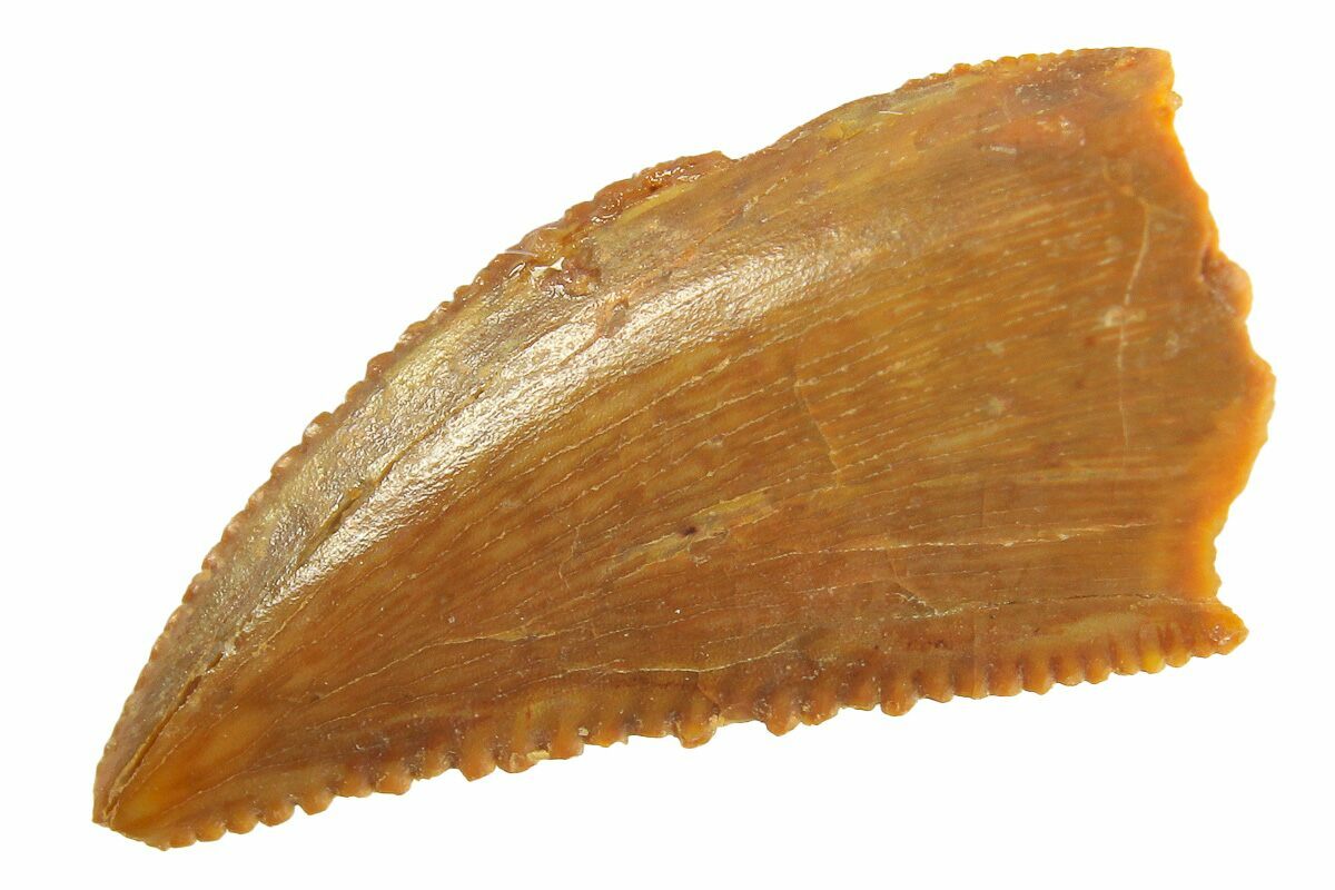 Serrated .49" Raptor Tooth - Real Dinosaur Tooth (#297729) For Sale ...