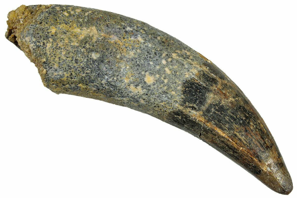 2.95" Cretaceous Fossil Crocodylomorph Tooth - Partial Root! (#299219 ...