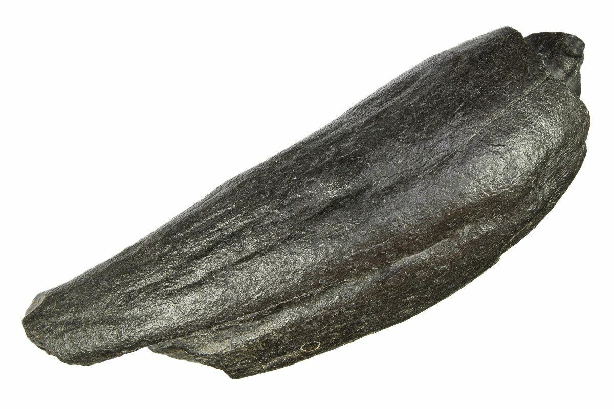 4.6" Fossil Sperm Whale (Scaldicetus) Tooth - South Carolina (#299378 ...