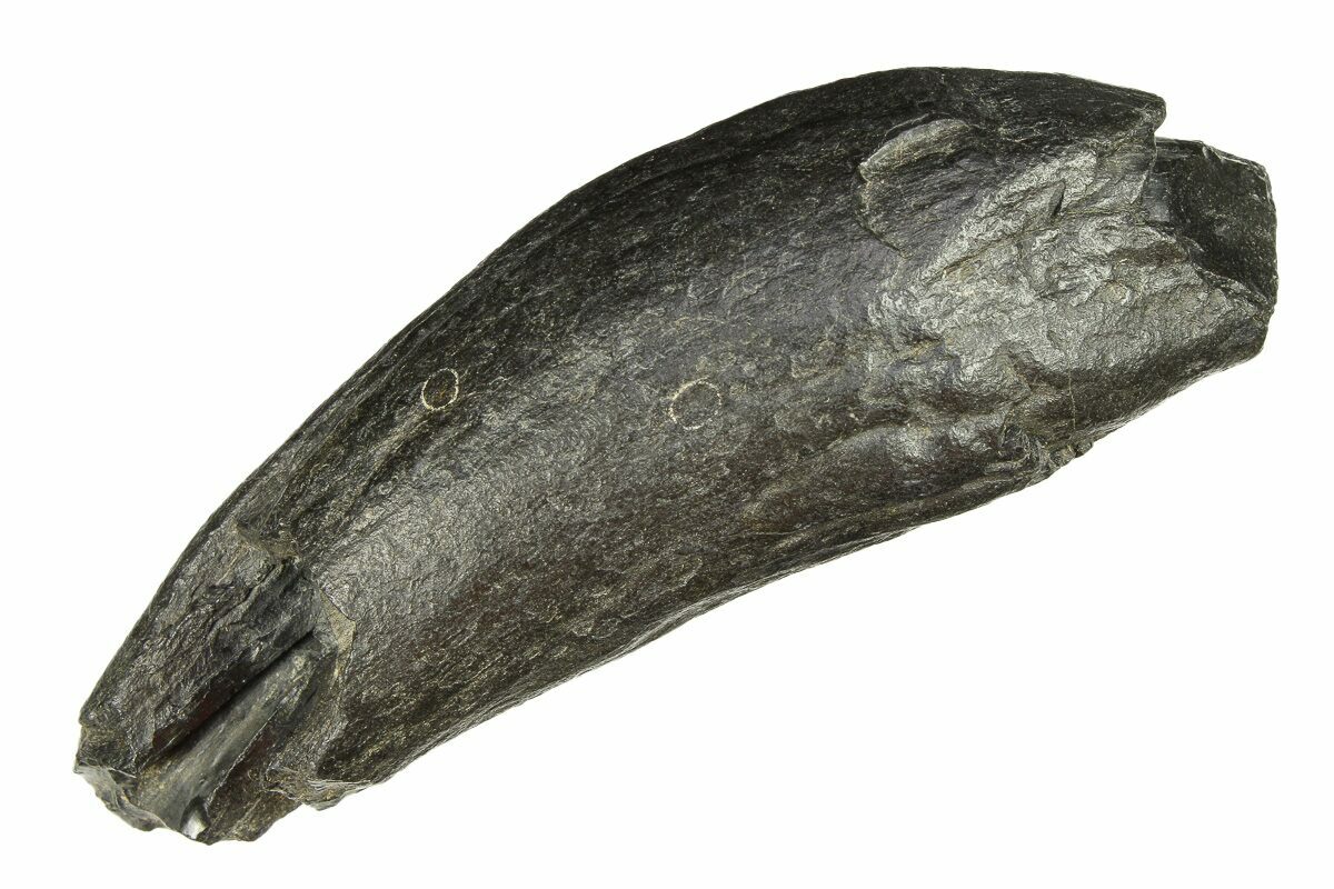 4.6" Fossil Sperm Whale (Scaldicetus) Tooth - South Carolina (#299378 ...