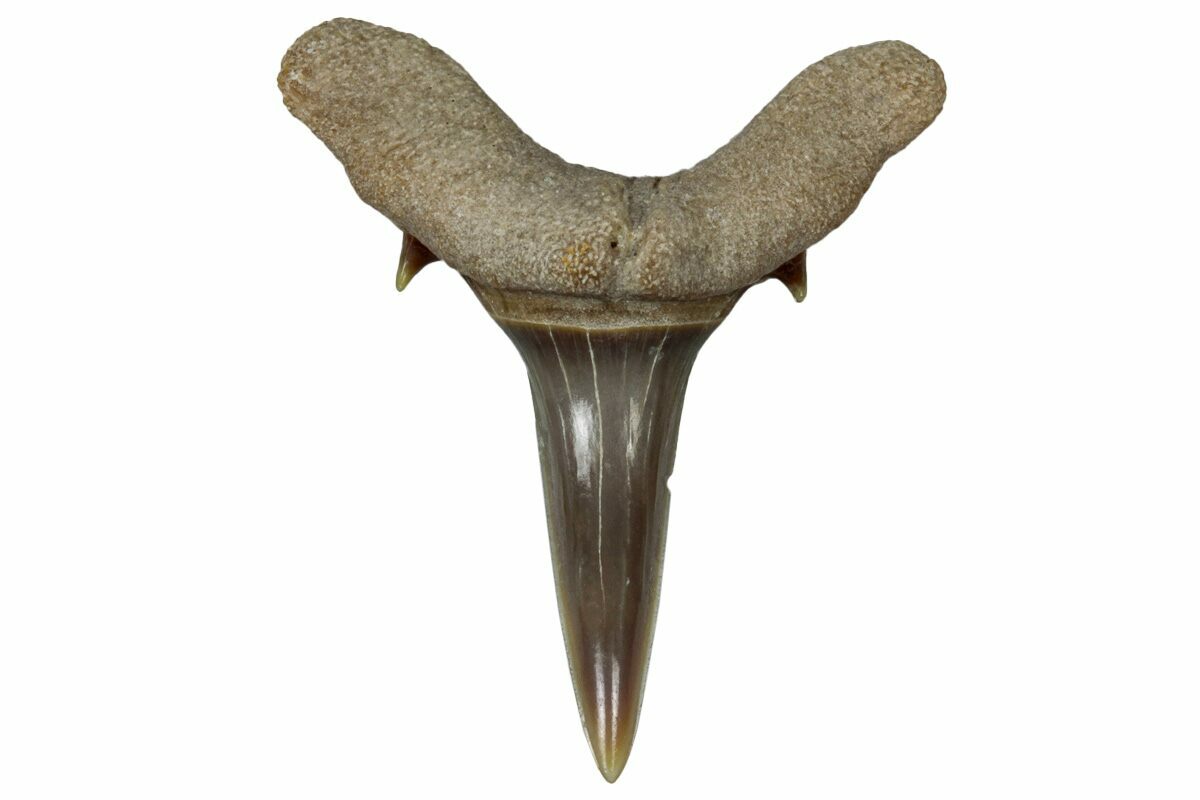 .80" Sand Tiger Shark (Carcharias) Tooth - Bone Valley, Florida ...