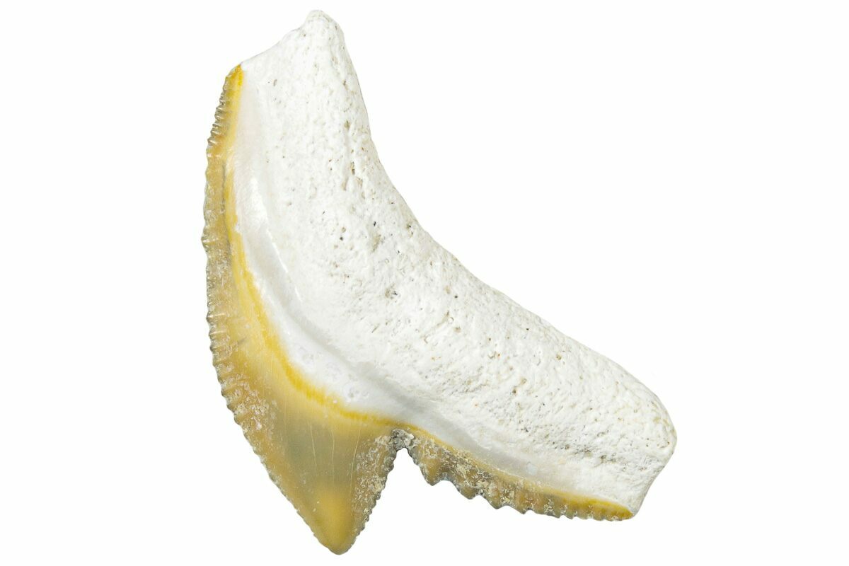 .89" Fossil Tiger Shark (Galeocerdo) Tooth - Bone Valley, Florida ...