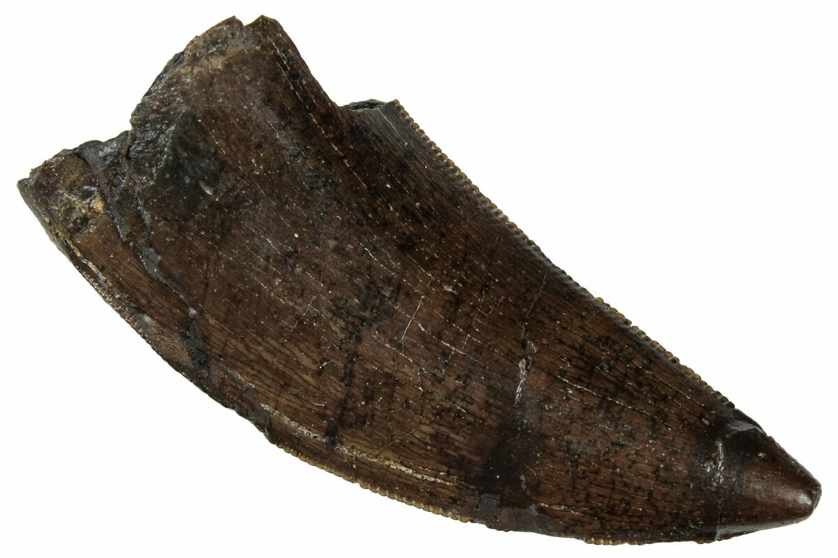 1.50" Serrated Tyrannosaur Tooth - Two Medicine Formation (#299667) For ...