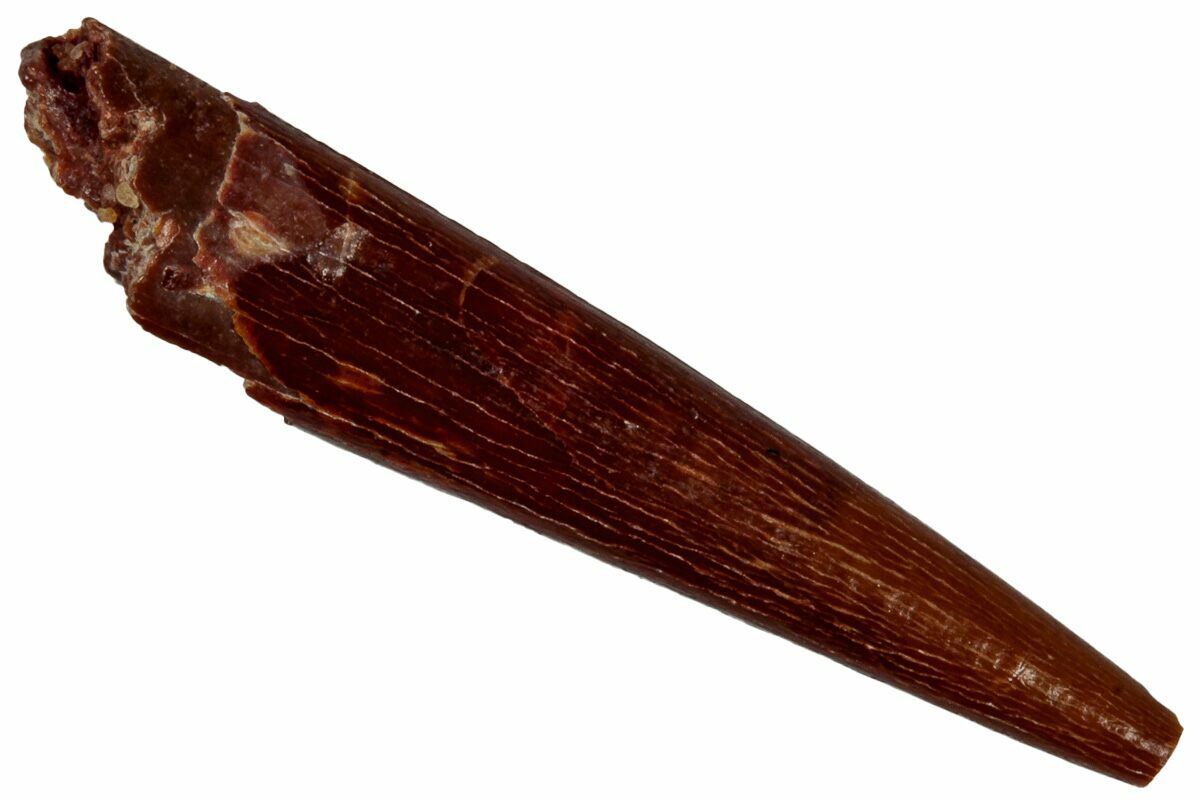 .99" Fossil Pterosaur (Siroccopteryx) Tooth - Morocco (#299735) For ...