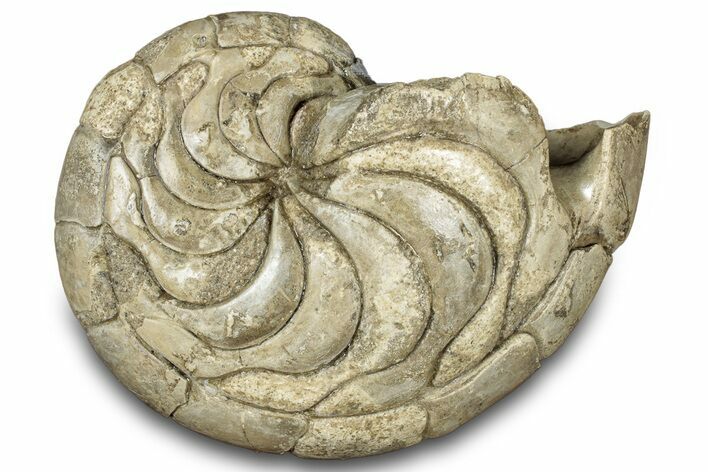 4.35" Fossil Nautilus (Aturia) - Boujdour, Morocco (#300020) For Sale ...