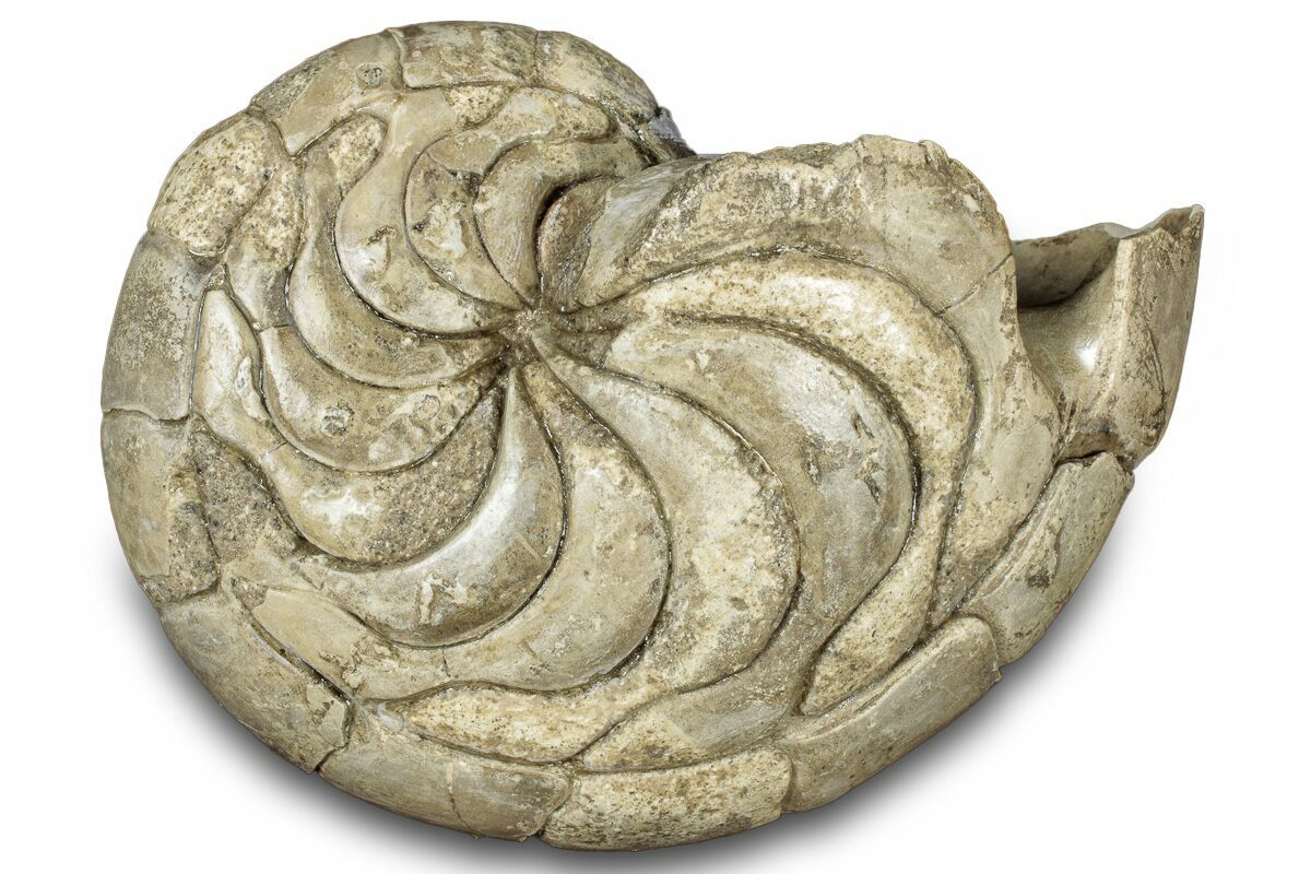 4.35" Fossil Nautilus (Aturia) - Boujdour, Morocco (#300020) For Sale ...
