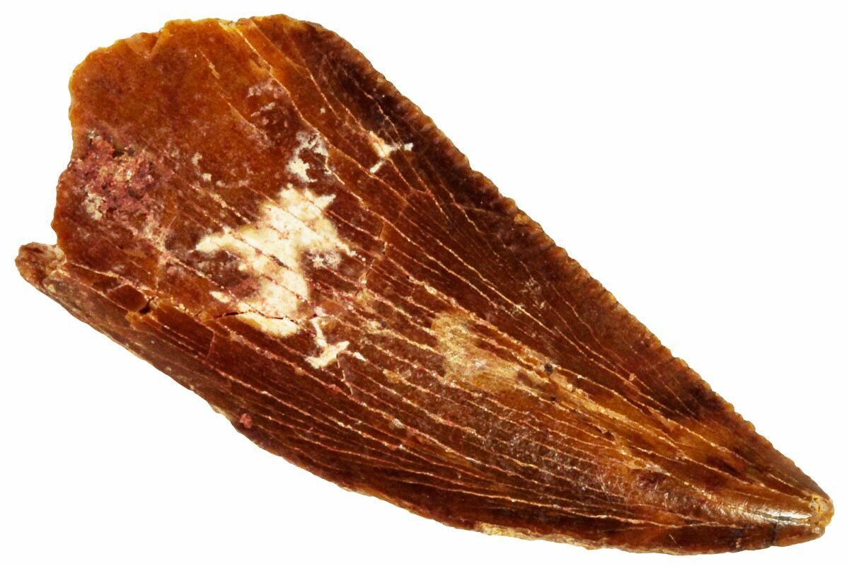 Serrated, .87" Raptor Tooth - Real Dinosaur Tooth (#295806) For Sale ...