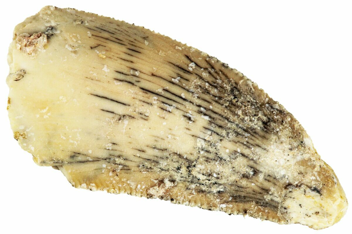 .81" Raptor Tooth - Real Dinosaur Tooth (#295820) For Sale - FossilEra.com
