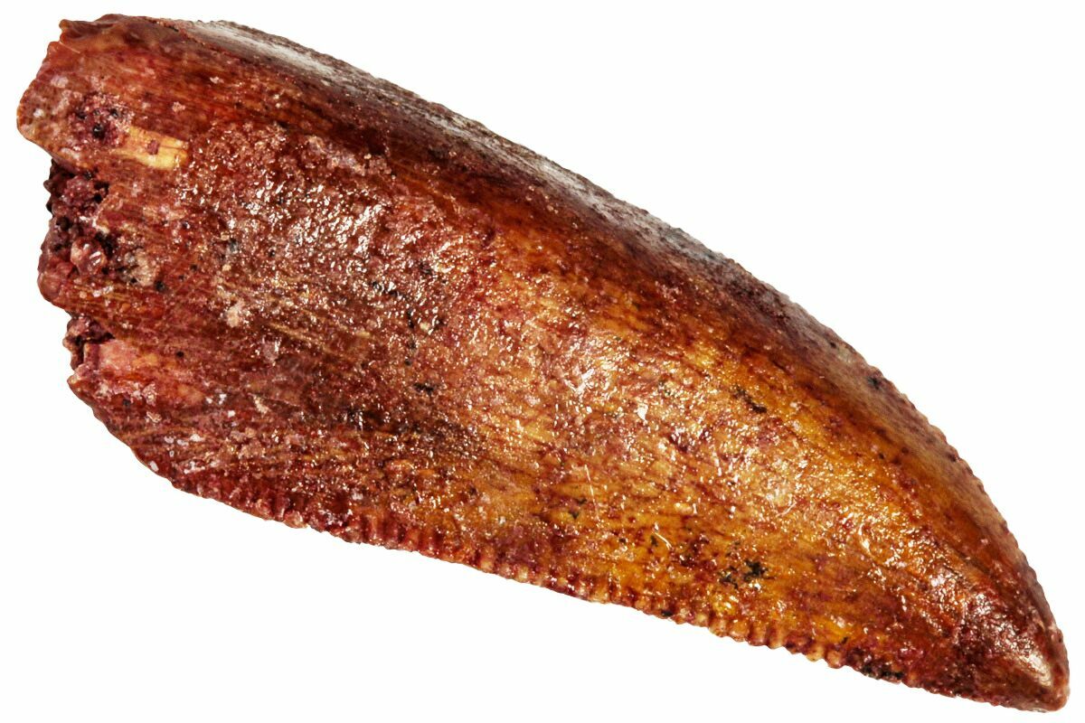 .98" Raptor Premaxillary Tooth - Real Dinosaur Tooth (#295825) For Sale ...