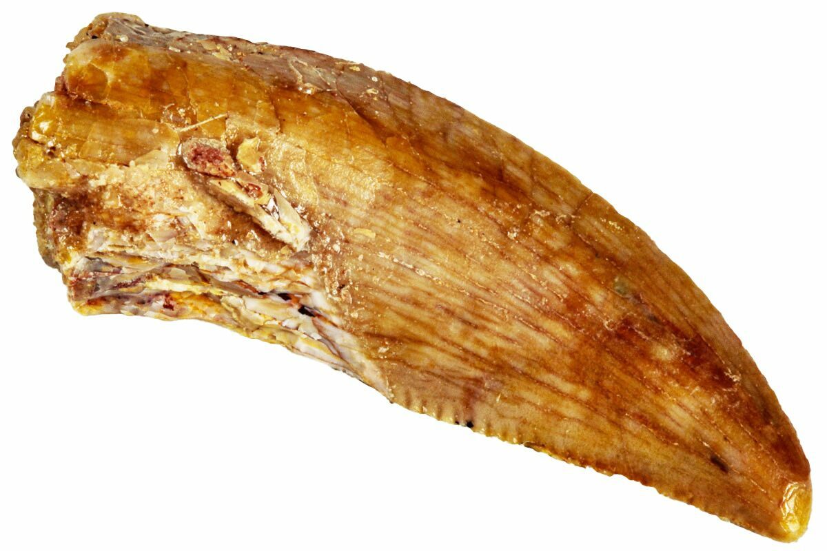 Serrated, .79" Raptor Tooth - Real Dinosaur Tooth (#296226) For Sale ...