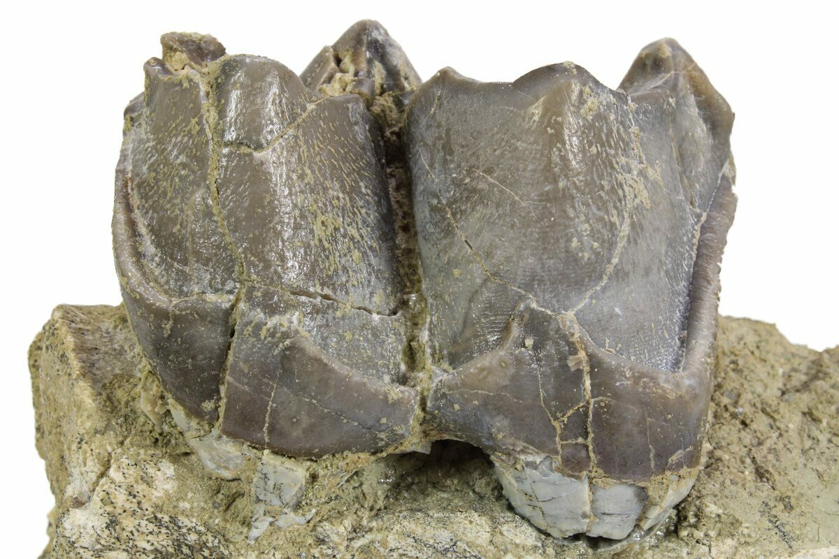 8.7" Fossil Titanothere (Megacerops) Jaw Section - South Dakota ...