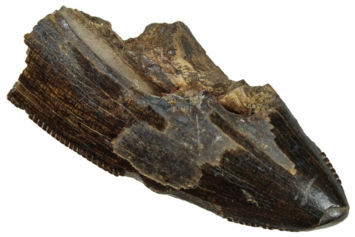 1.20" Serrated Tyrannosaur Partial Tooth - Judith River Formation ...