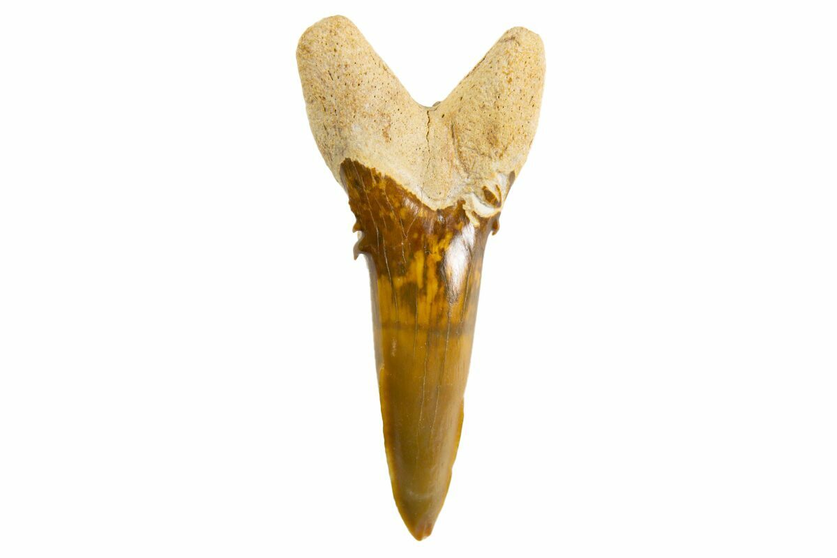 1.46 Bone Valley Shark Tooth (Hemipristis) - Lower Tooth (#299463) For ...
