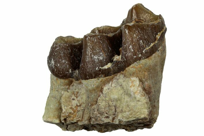 .9" Fossil Oreodont (Merycoidodon) Jaw Section - South Dakota (#300289 ...