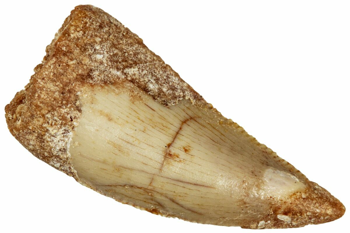 Bargain .77" Raptor Tooth - Real Dinosaur Tooth (#299712) For Sale ...