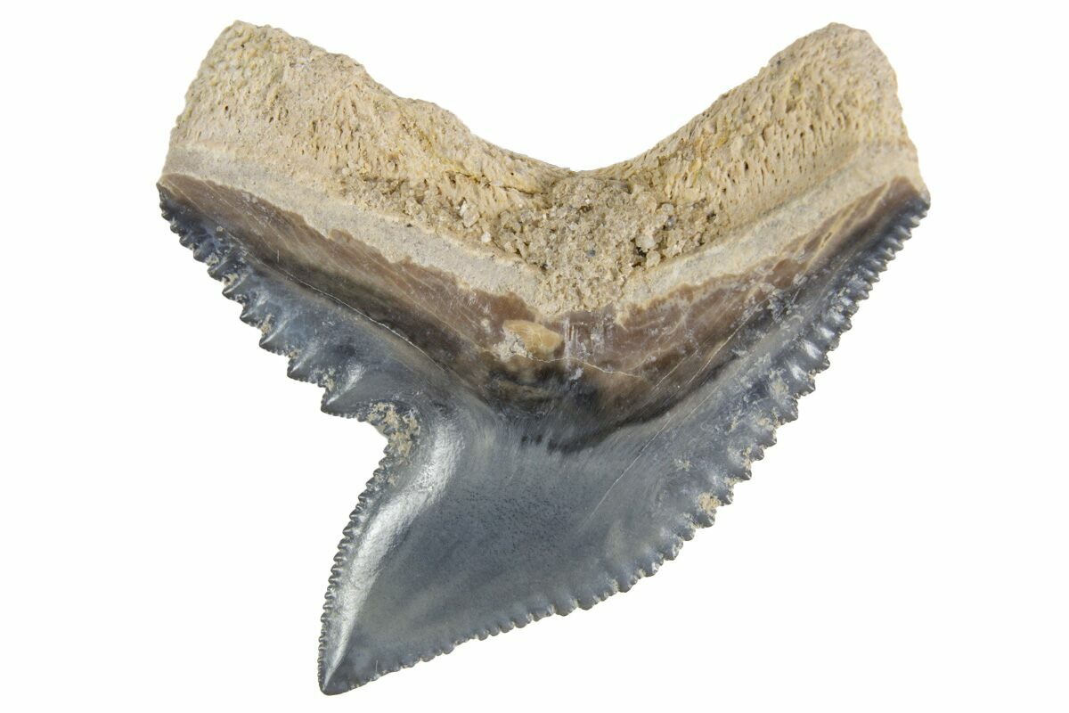 1.07" Fossil Tiger Shark (Galeocerdo) Tooth - Bone Valley, Florida ...