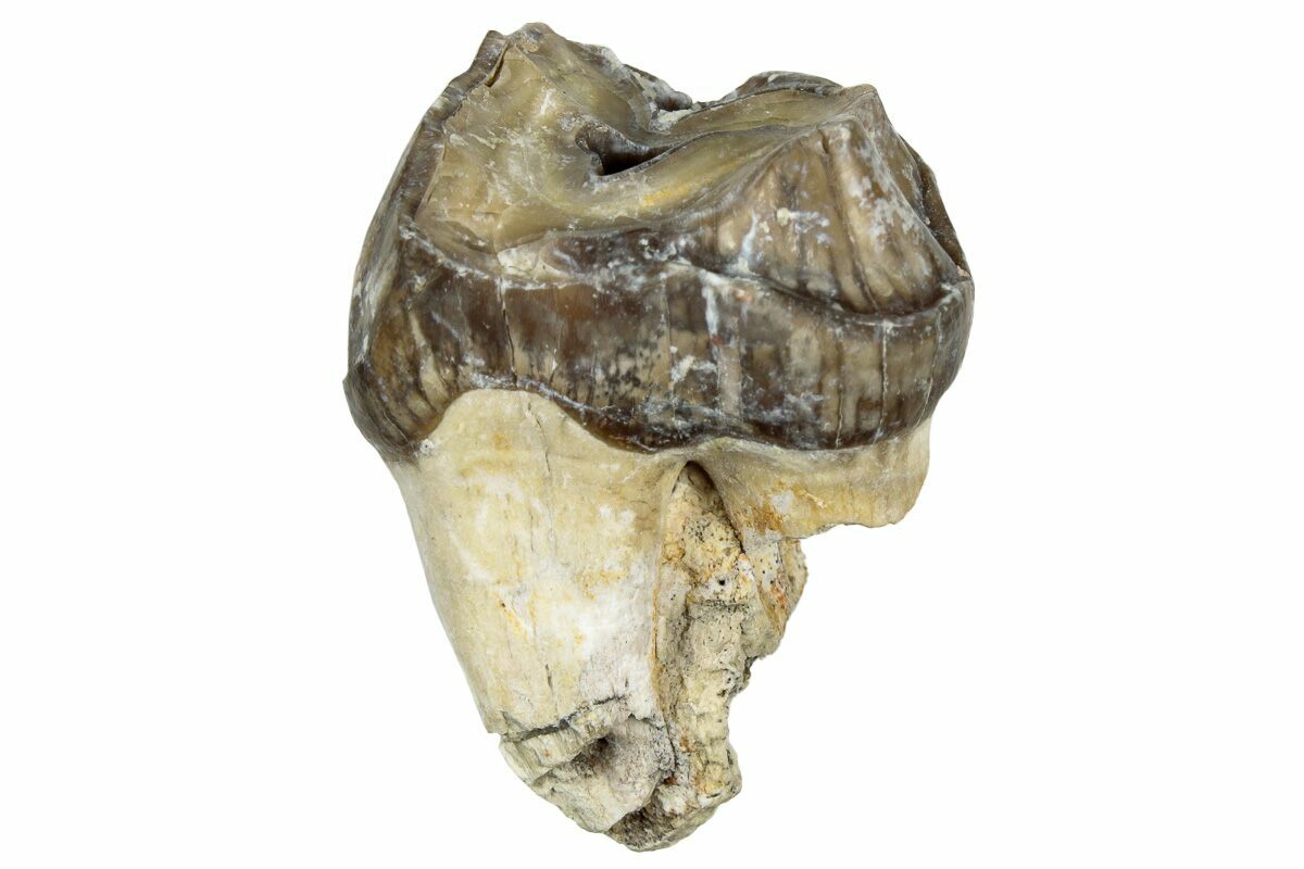 1.1" Fossil Running Rhino (Hyracodon) Tooth - South Dakota (#300419 ...