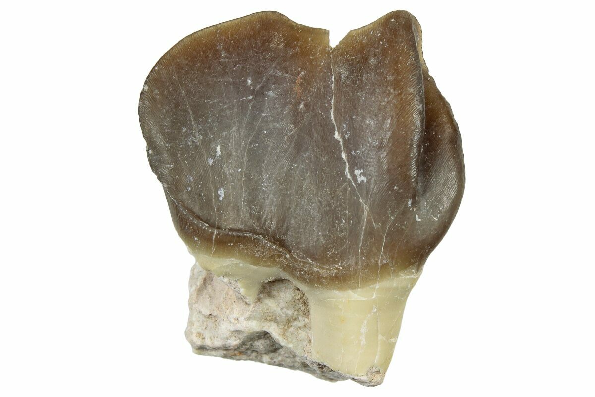 1.1" Fossil Running Rhino (Hyracodon) Tooth - South Dakota (#300420 ...