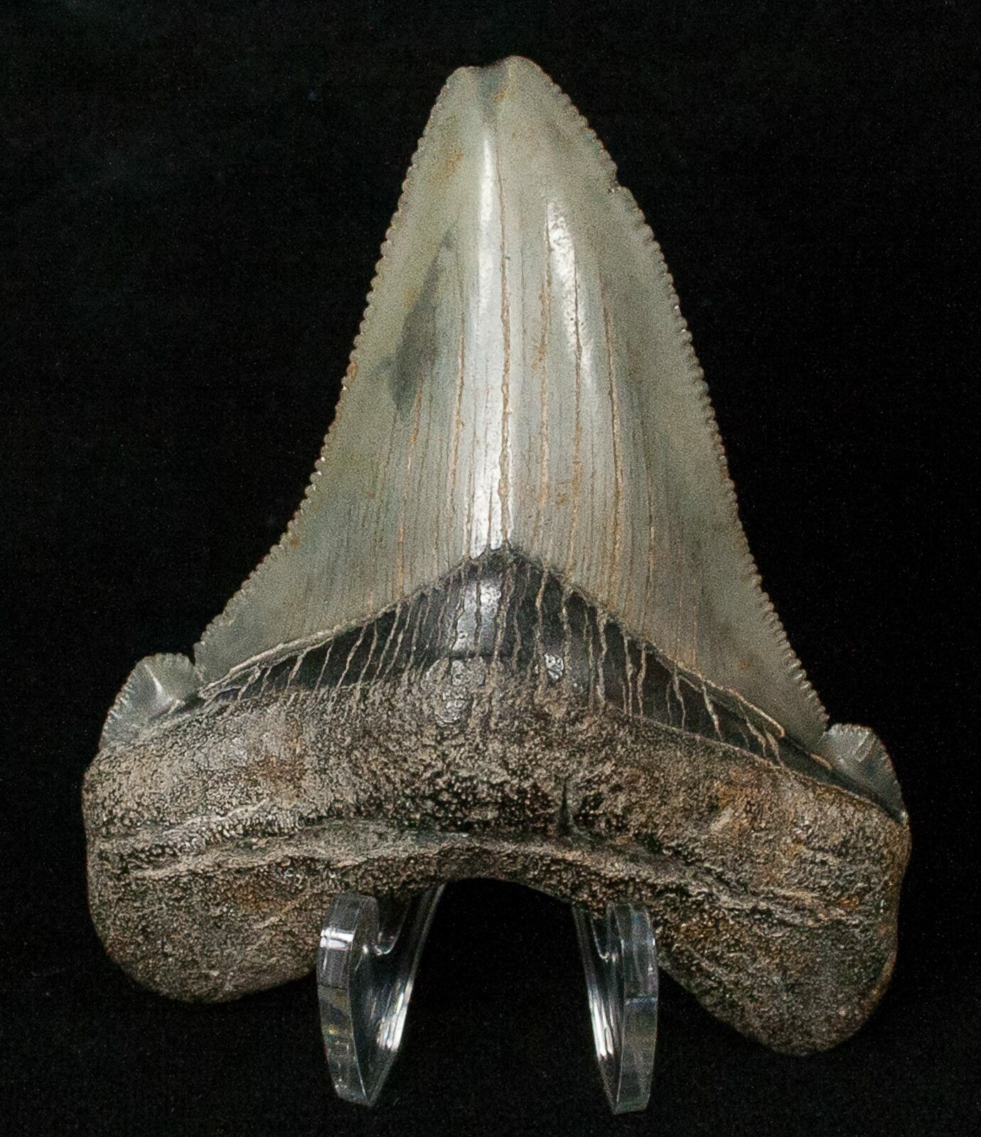 2.56" Serrated Angustidens Tooth - Megalodon Ancestor (#16588) For Sale ...