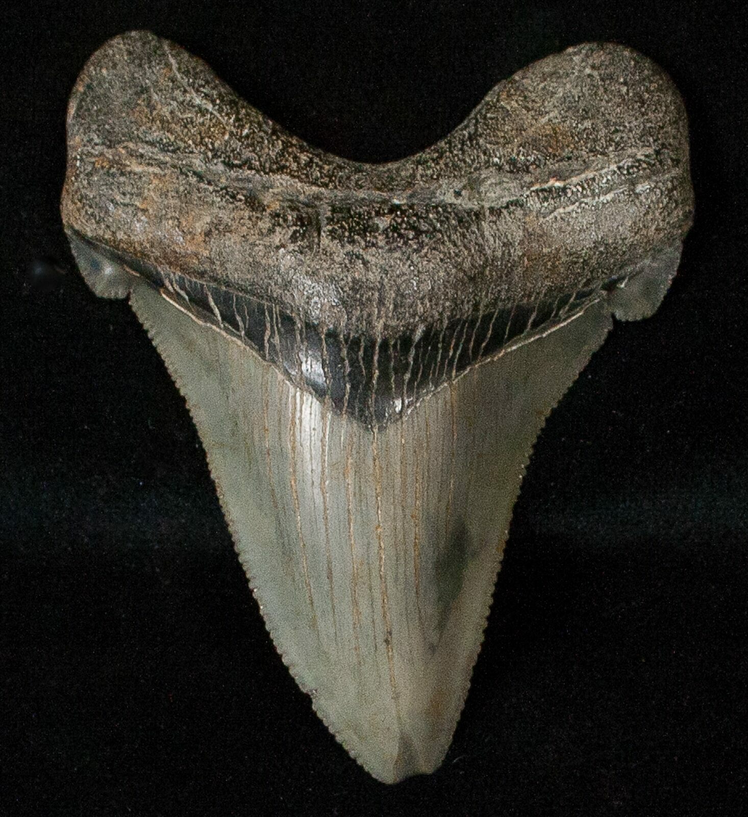 2.56" Serrated Angustidens Tooth - Megalodon Ancestor (#16588) For Sale ...