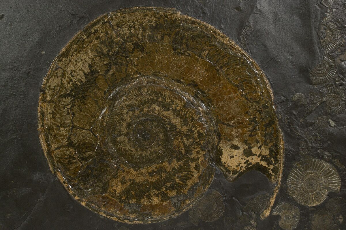21" Plate of Jurassic Ammonite Fossils - Posidonia Shale, Germany ...