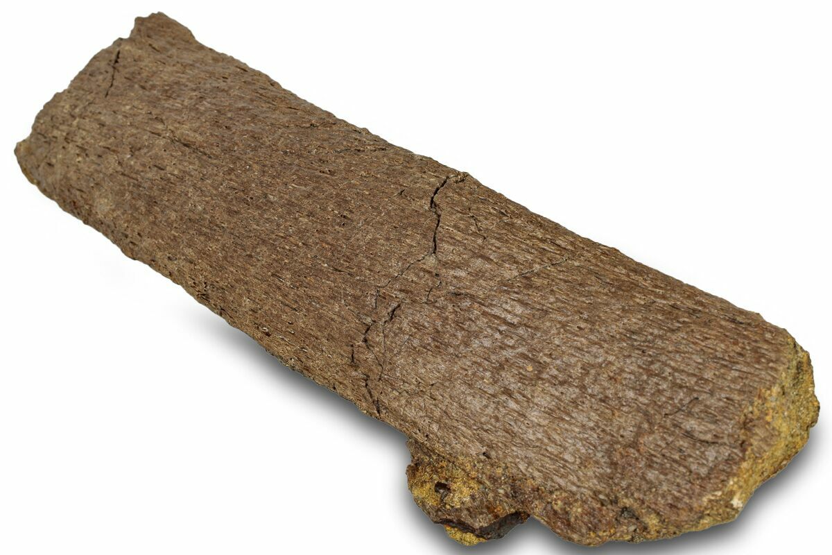 6.4" Hadrosaur (Edmontosaurus) Rib Bone - Wyoming (#301792) For Sale ...