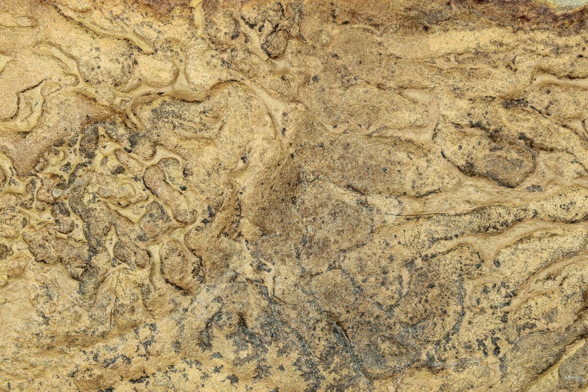 8.2" Pennsylvanian, Fossil Microbial Mat - Oklahoma (#301946) For Sale ...