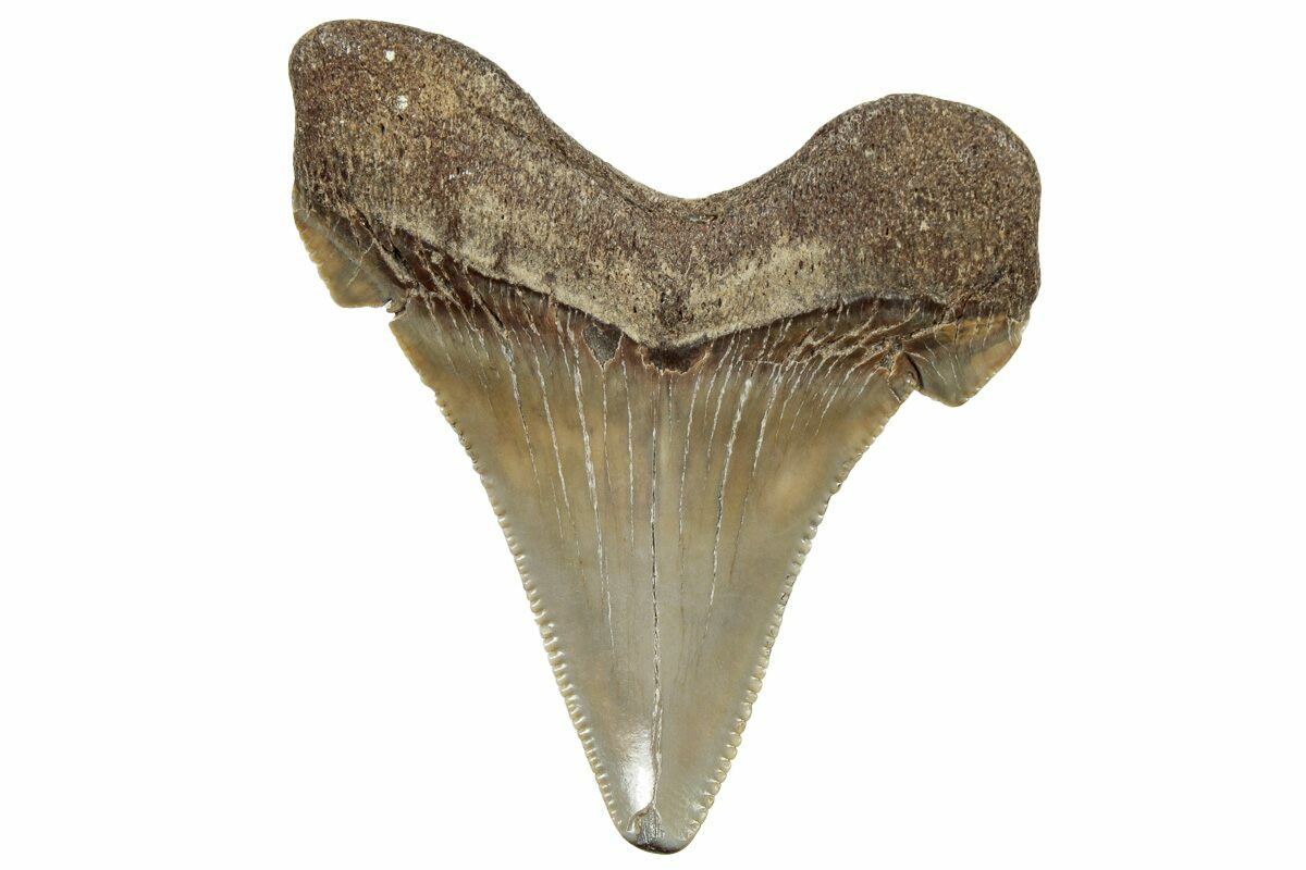 1.95" Serrated Angustidens Tooth - Megalodon Ancestor (#302049) For ...