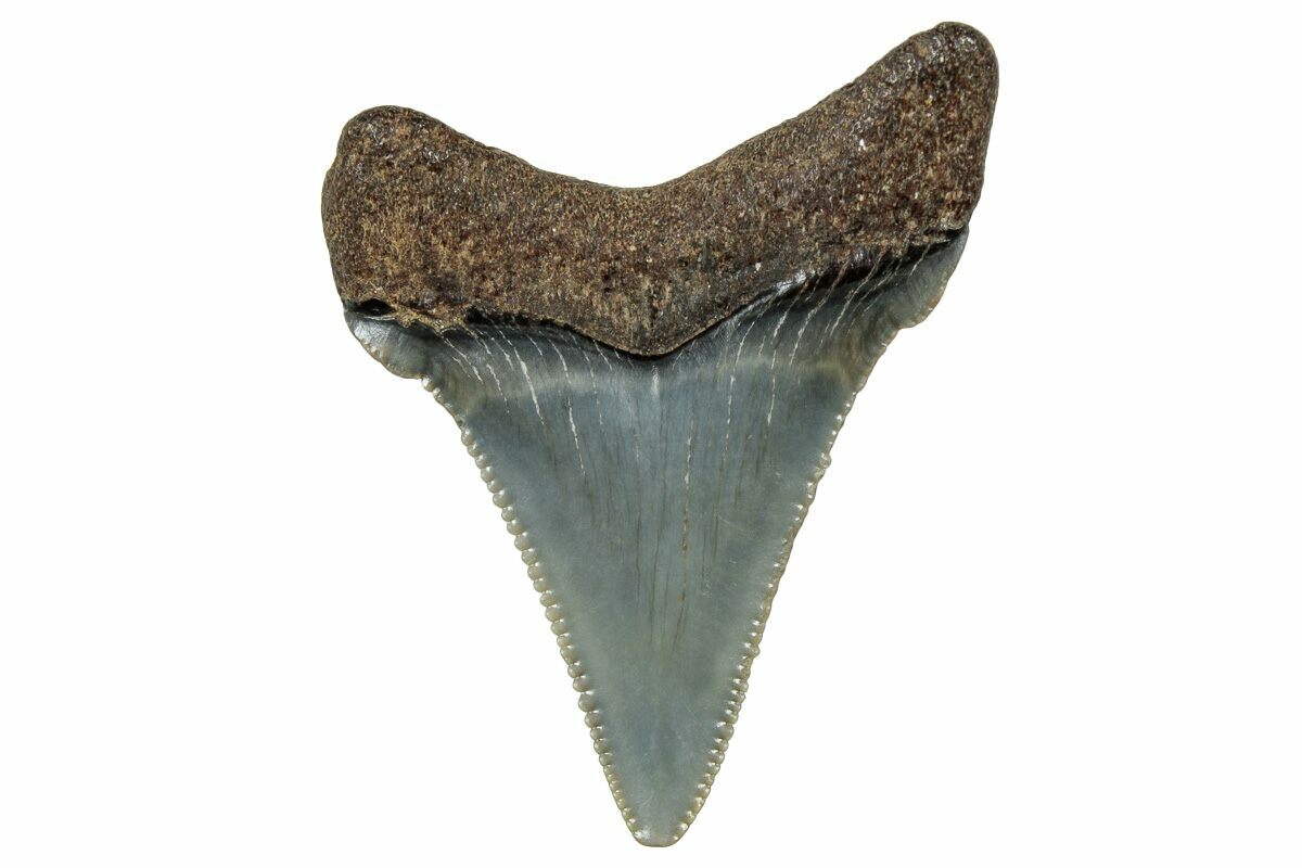 1.61" Serrated Angustidens Tooth - Megalodon Ancestor (#302060) For ...
