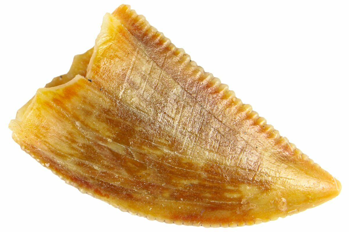 Serrated .43" Raptor Tooth - Real Dinosaur Tooth (#300791) For Sale ...