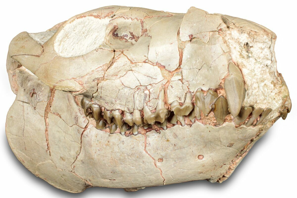 6.4" Fossil Juvenile Oreodont (Merycoidodon) Skull - South Dakota ...