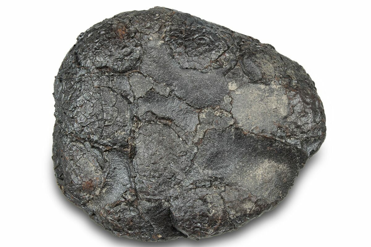 2.9" Dragon Scale Stone (Iron, Manganese, Siderite Nodule) (#302340 ...