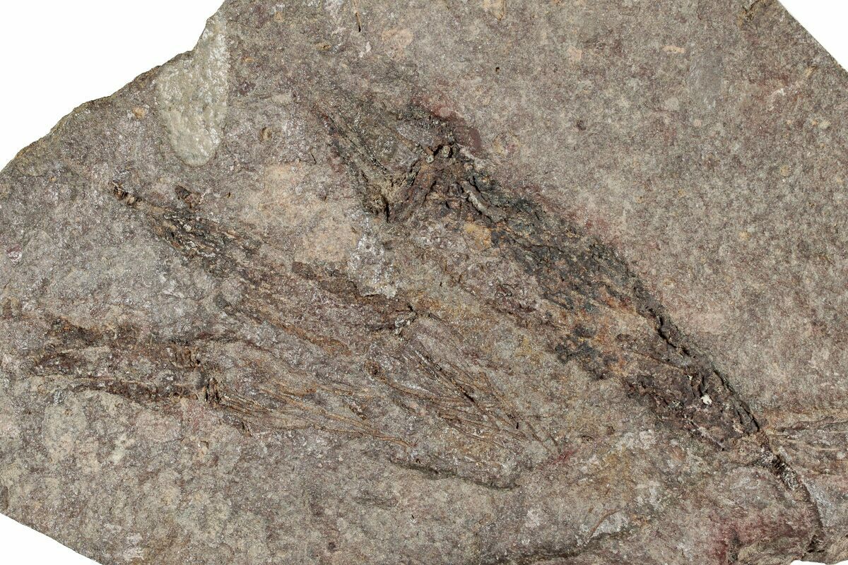 8.9" Eocrinoid (Ascocystites) Mortality Plate - Ordovician (#305121 ...