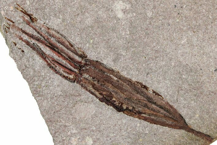 3.2" Fossil Eocrinoid (Ascocystites) - El Kaid Rami, Morocco (#305126 ...
