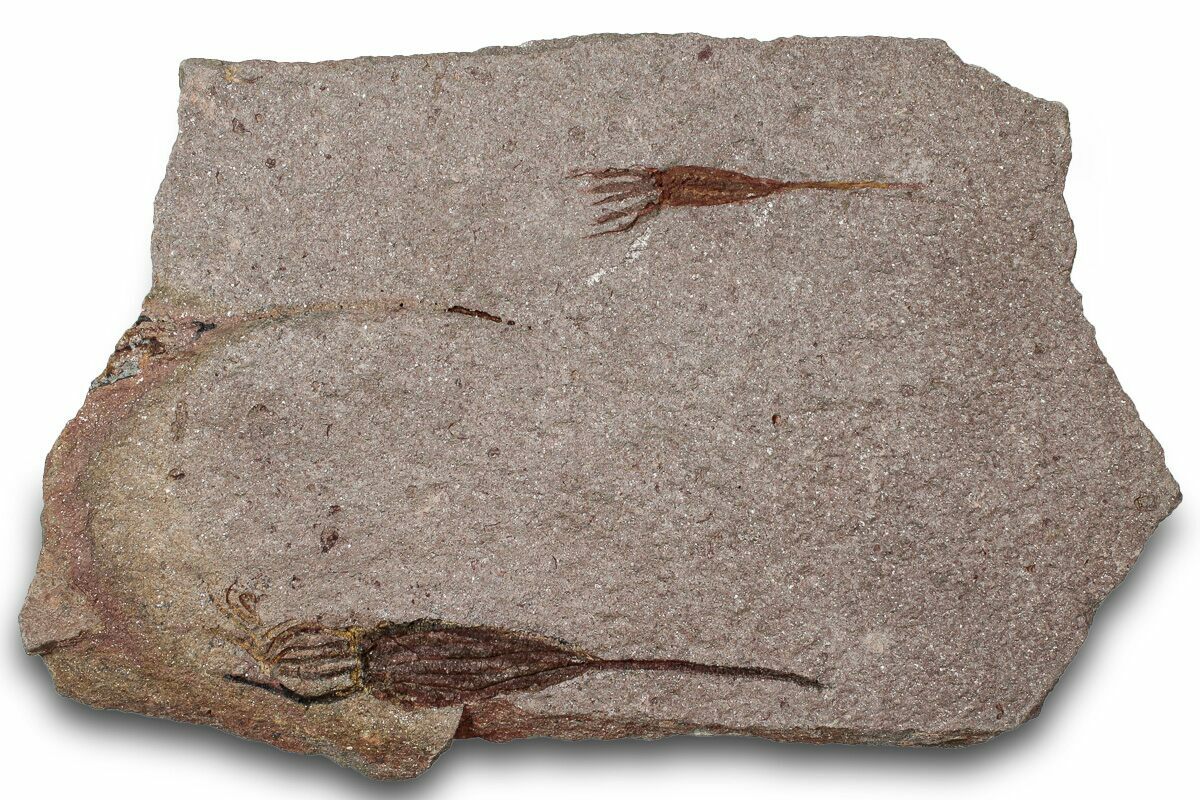 6.3" Eocrinoid (Ascocystites) Mortality Plate - Ordovician (#305134 ...
