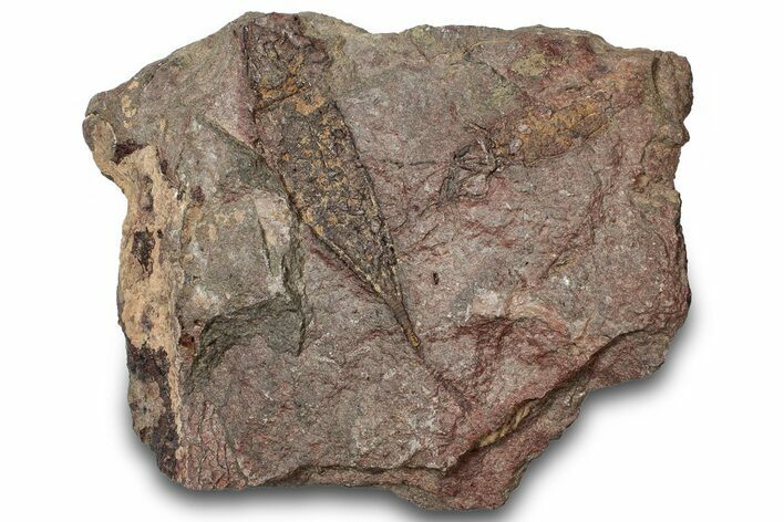 6.2" Eocrinoid (Ascocystites) Mortality Plate - Ordovician (#305140 ...