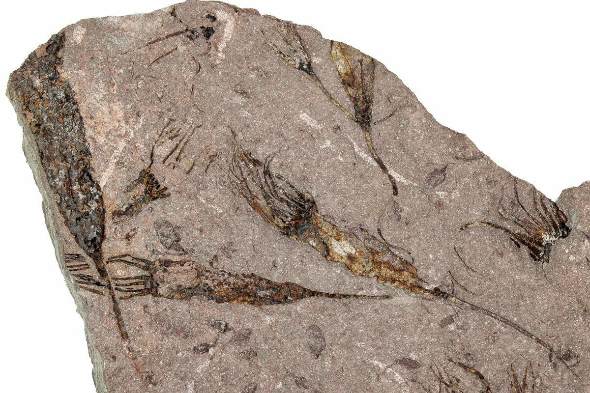 9.1" Eocrinoid (Ascocystites) Mortality Plate - Ordovician (#305174 ...