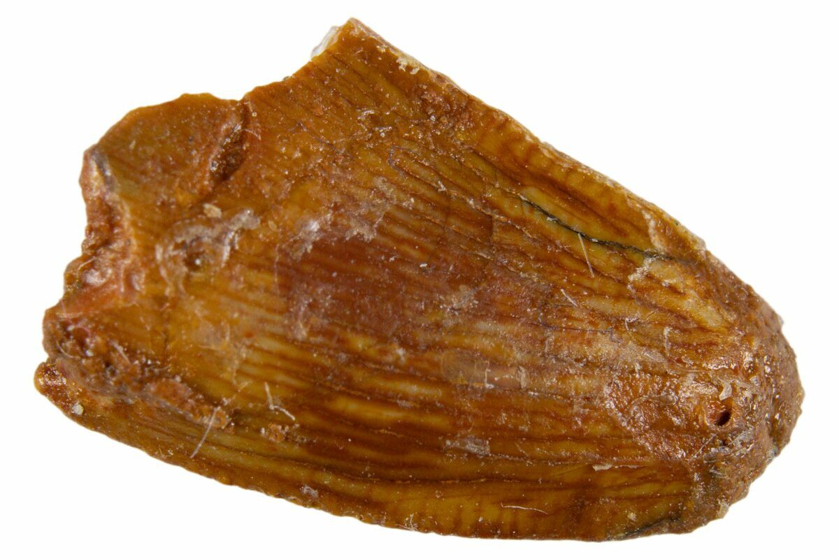 Bargain .42" Raptor Tooth - Real Dinosaur Tooth (#305489) For Sale ...